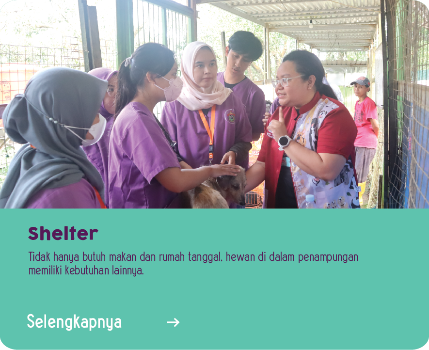 Education Animal Welfare Indonesia Kesejahteraan Hewan Indonesia