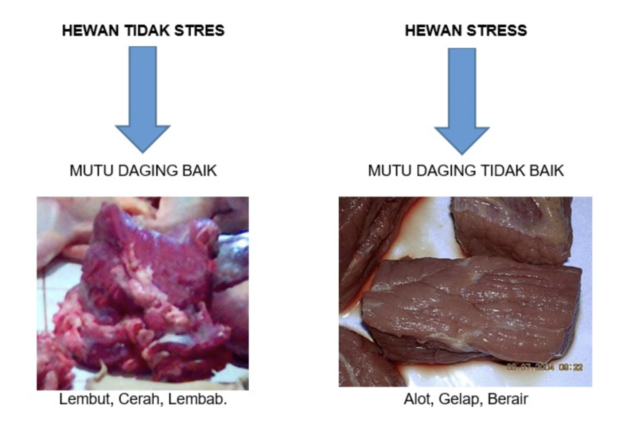 Farm Animal Welfare: Quality Products, Safe Consumers - Welcome